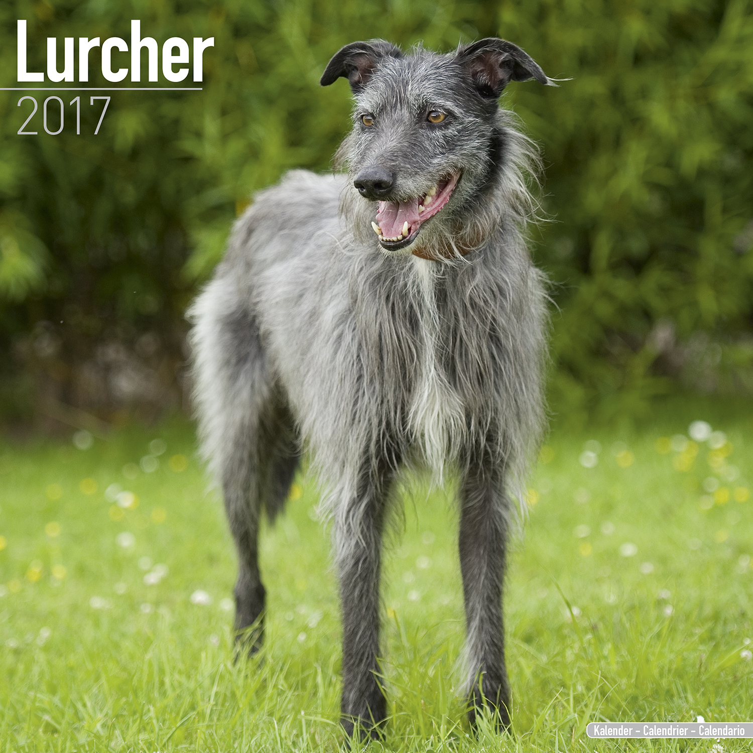 Lurcher Calendar 2017 30483-17 | Lurcher | Dog Breeds